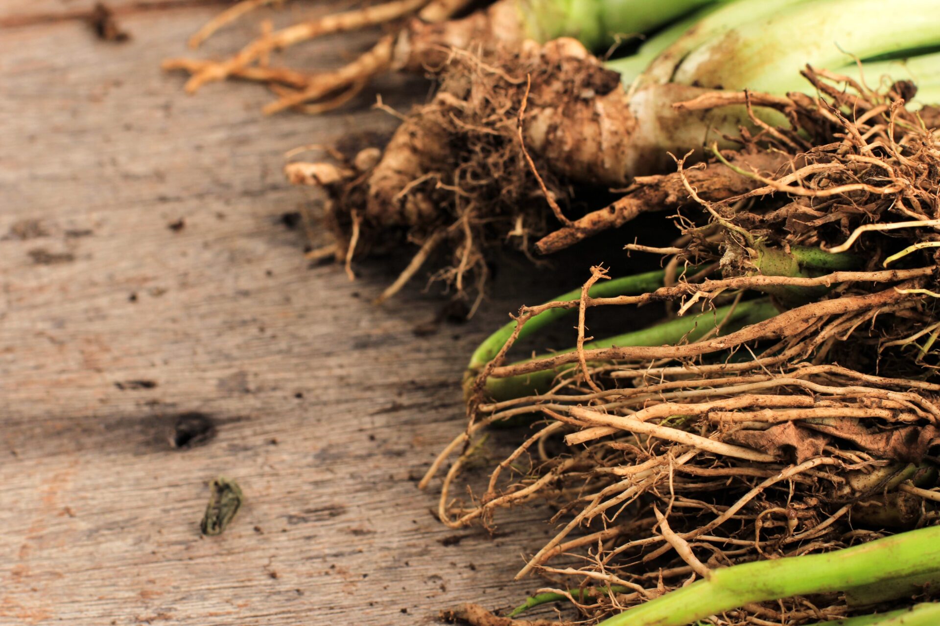 Seedlings that Thrive Better After Planting in the Ground: 1 Gallon ...