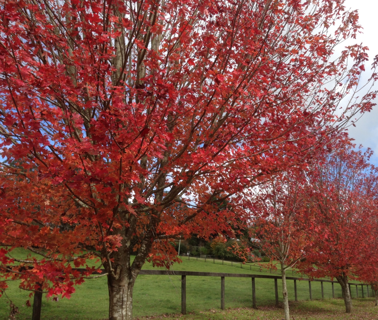 Tree Planting Season: A Guide to Planting Trees for Southeast Kansas ...