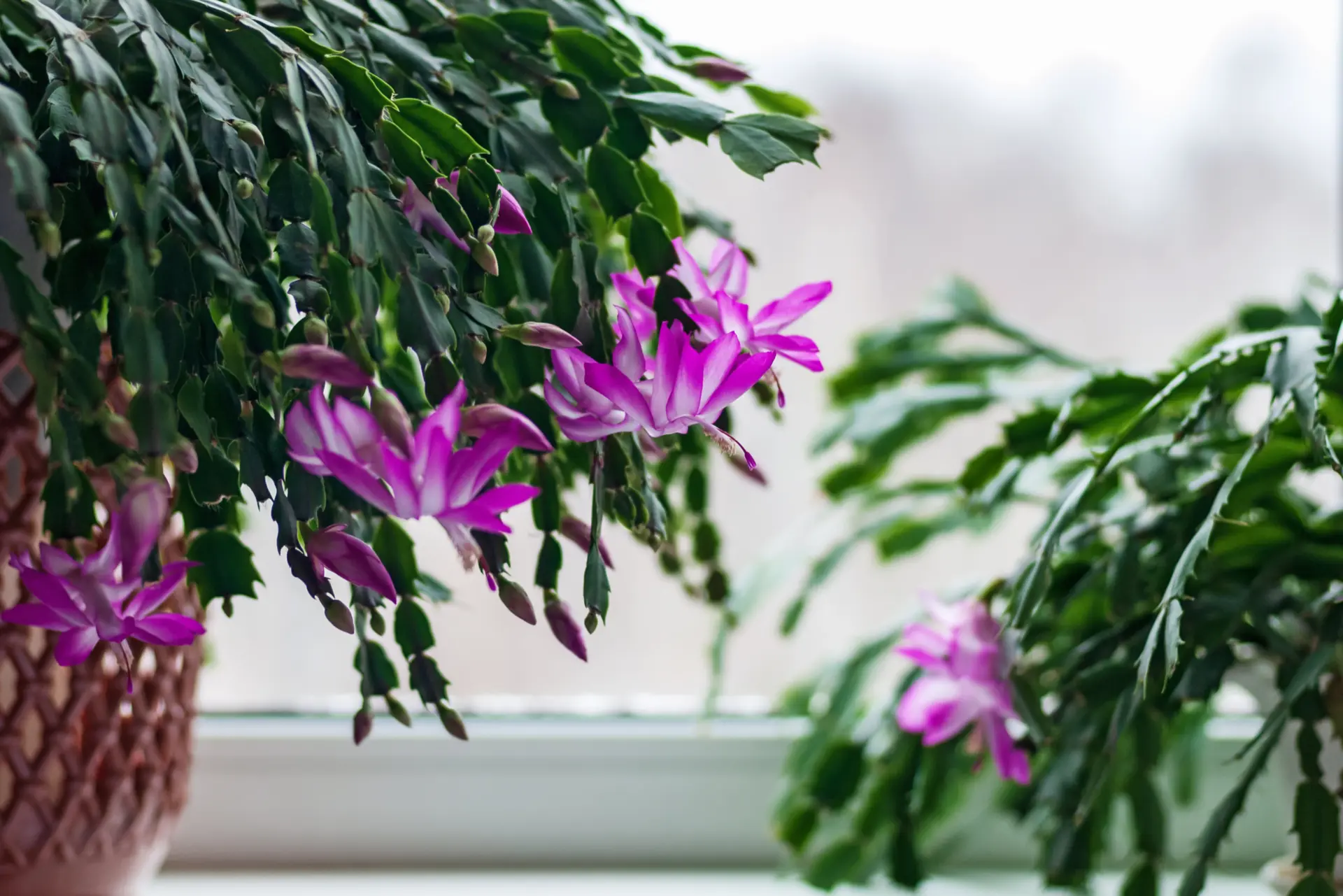 How to Care for Christmas Cactus and Get These Show Cactus to Bloom ...