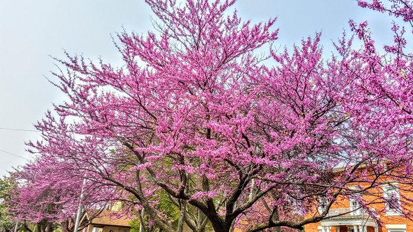 Redbud, 5 gallon container – Van Becelaere Greenhouse & Feed Store