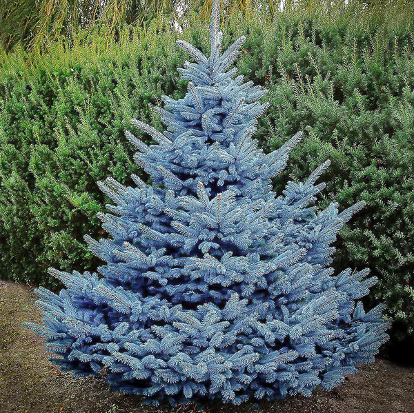 Spruce, Baby Blue, 5 gallon container – Van Becelaere Greenhouse & Feed ...
