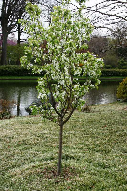Crabapple, Spring Snow, 7 gallon container – Van Becelaere Greenhouse ...