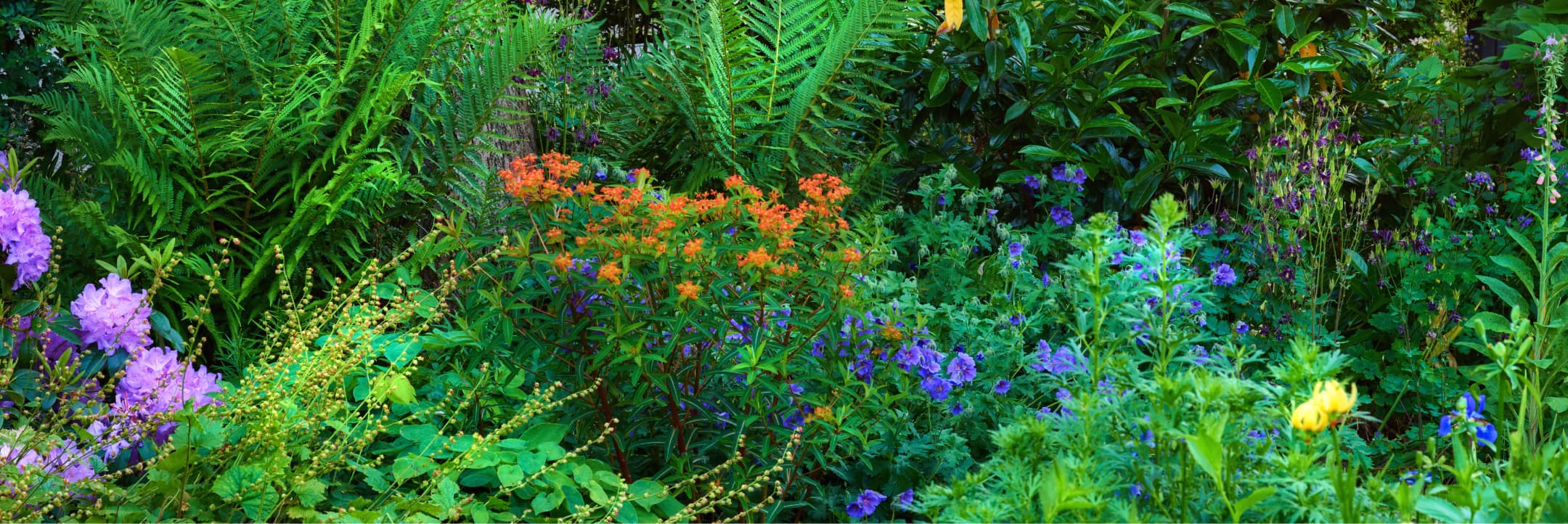 A Guide to Growing a Successful Chaos Garden – Van Becelaere Greenhouse ...