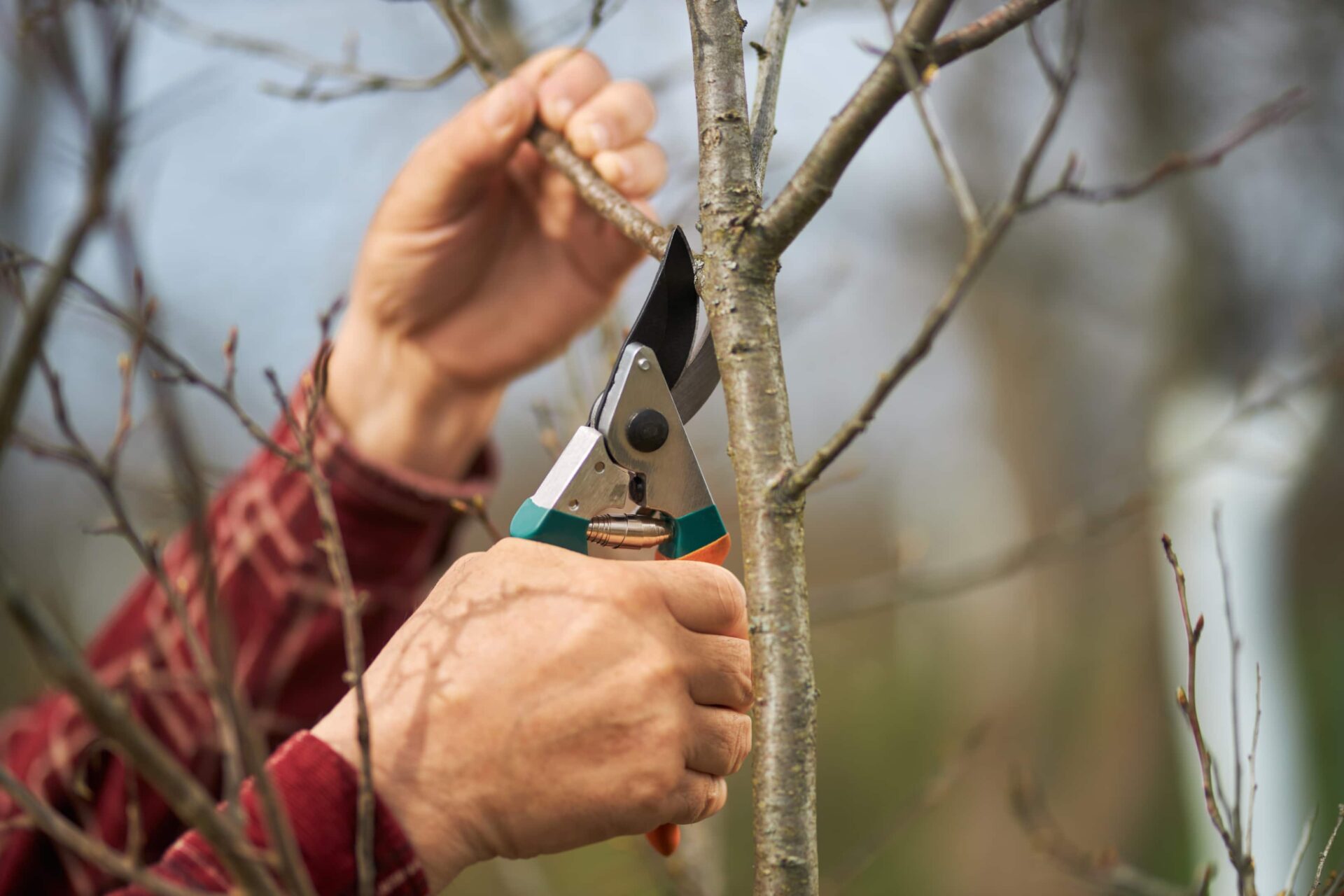 Pruning Trees to Grow Into Beautiful Shade Trees